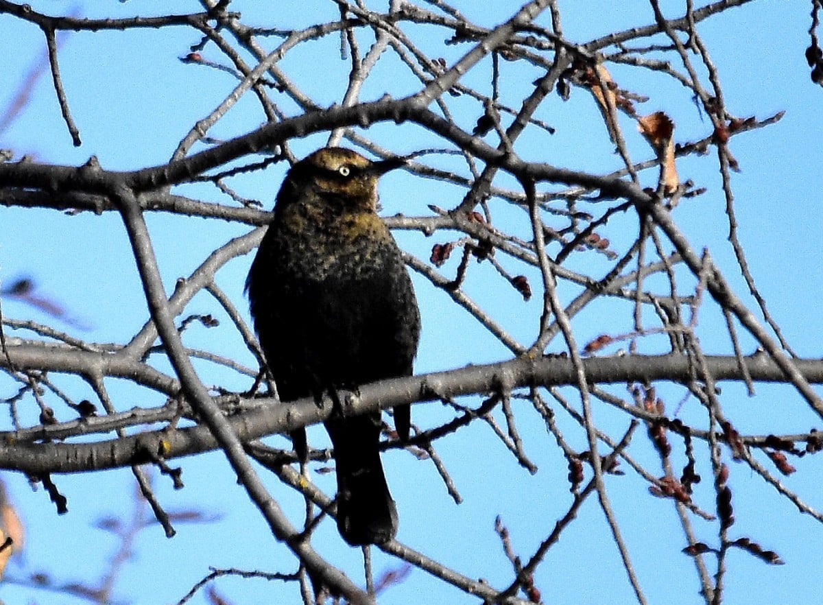 Rusty Blackbird - Nature Manitoba | People Passionate About Nature
