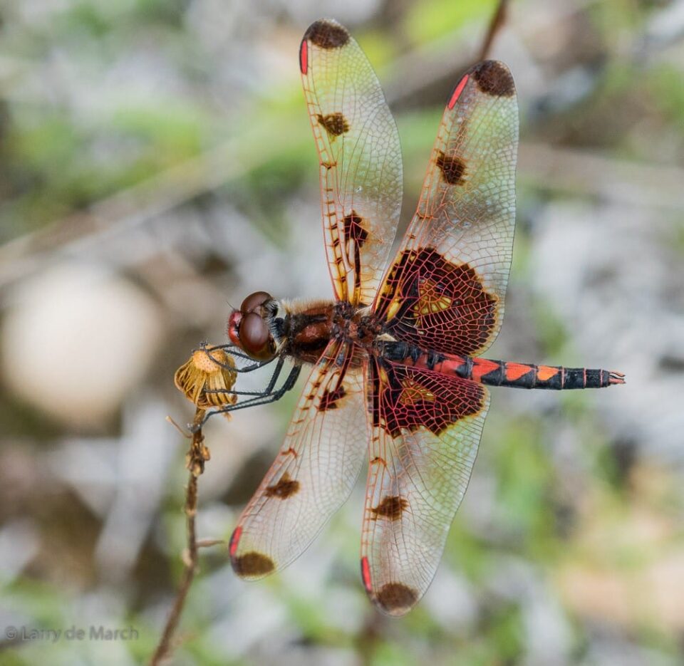 New Dragonfly Species Found in Manitoba - Nature Manitoba | People ...