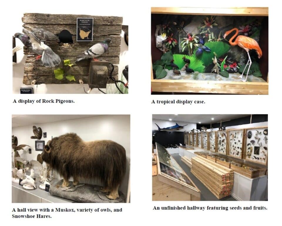 Jim Reimer's Wildlife Museum - A Dream Realized - Nature Manitoba ...