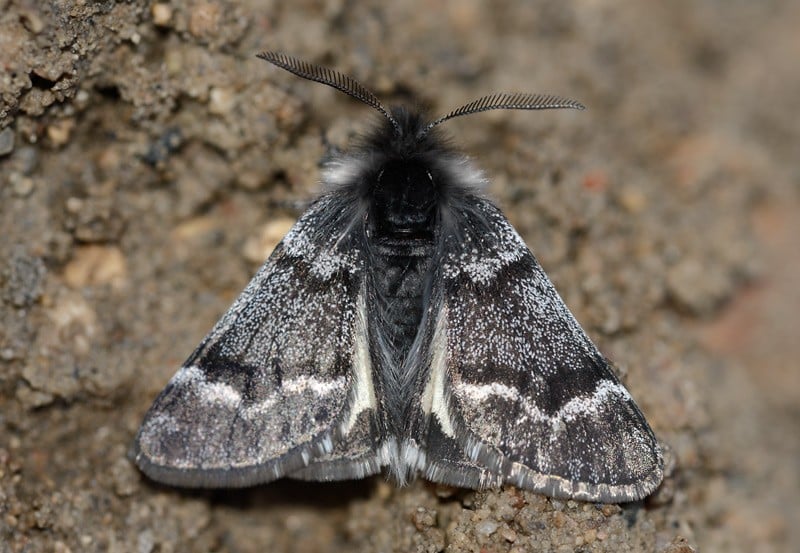 Spotting the First Moths of Spring in Manitoba - Nature Manitoba ...